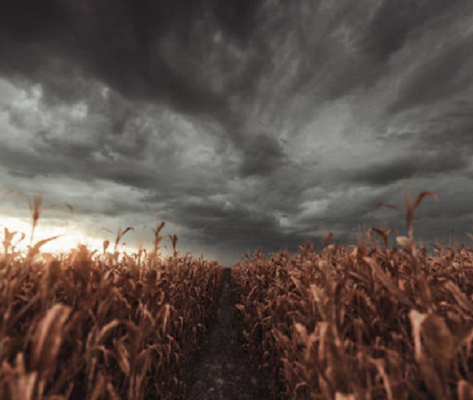 Creepy Cornfields – Expanded Perspectives
